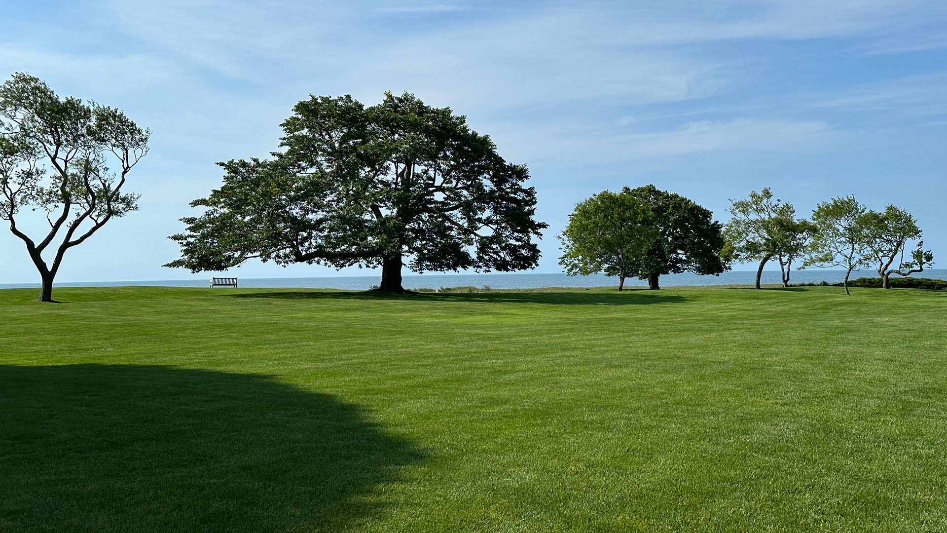 Tree Care Services Long Island | Full-Service Tree Experts